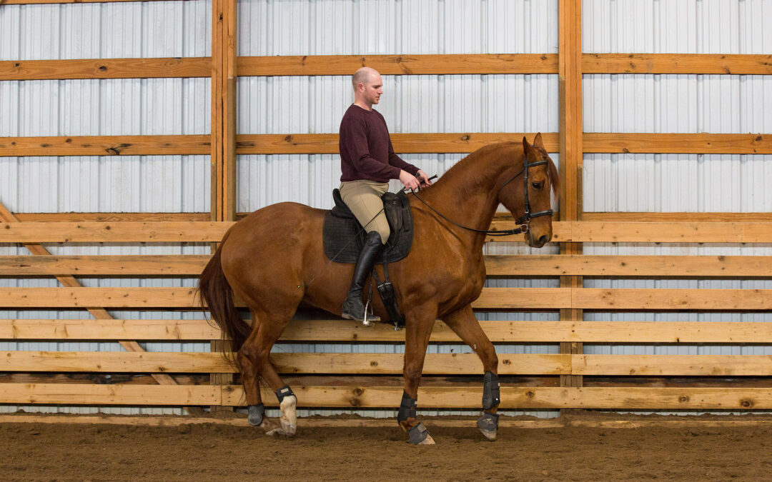 Cody riding training horse Truck - CH Equine